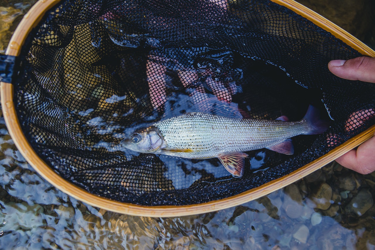 Flugfiske: Harr - Hur man fiskar
